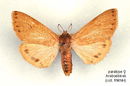 Papua Insects Foundation (Lepidoptera/Erebidae/Arctiinae/Spilosoma ...